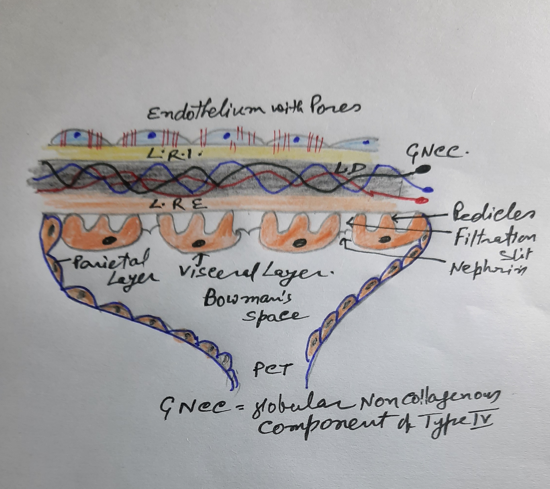 Understanding Bowman’s Capsule and Glomerulus Structure – learn-and-fly ...
